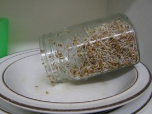 useful web sites and some useful stuff: Types of Sprouts (Molakalu ...