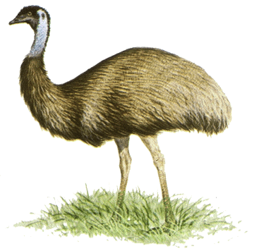 Emu Information about the emu bird and emu farming: Emu Information