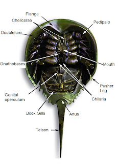 _I@i\i: Homework: Invertebrates