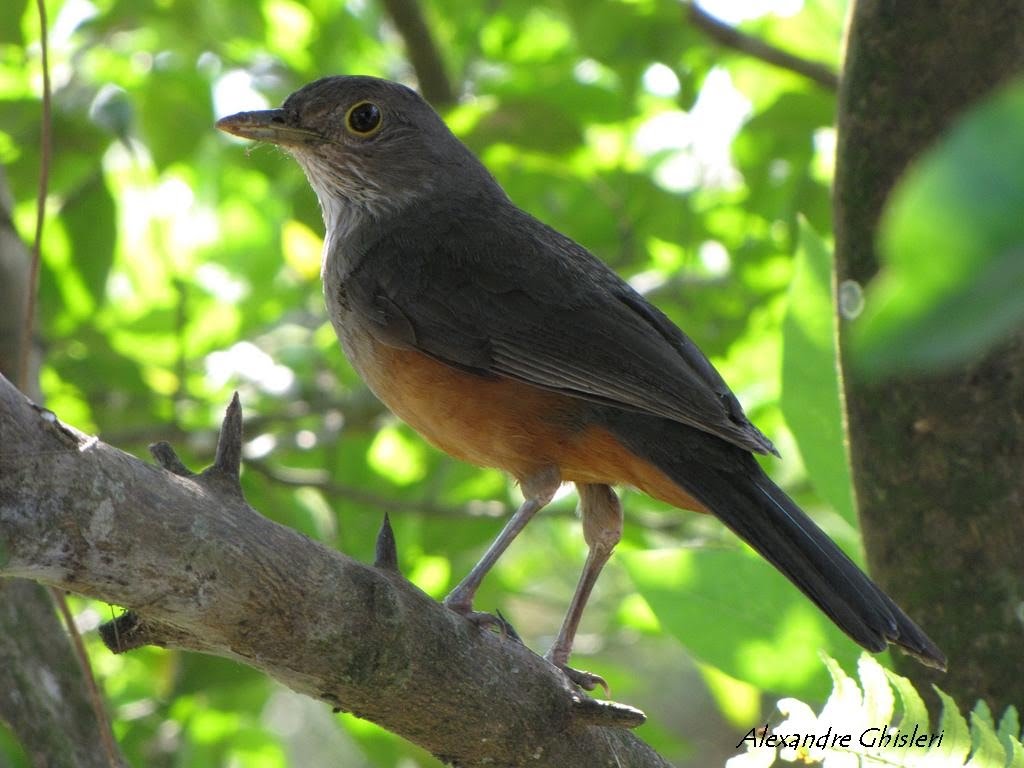 COAMA - Clube dos Observadores de Aves da Mata Atlântica - Joinville ...