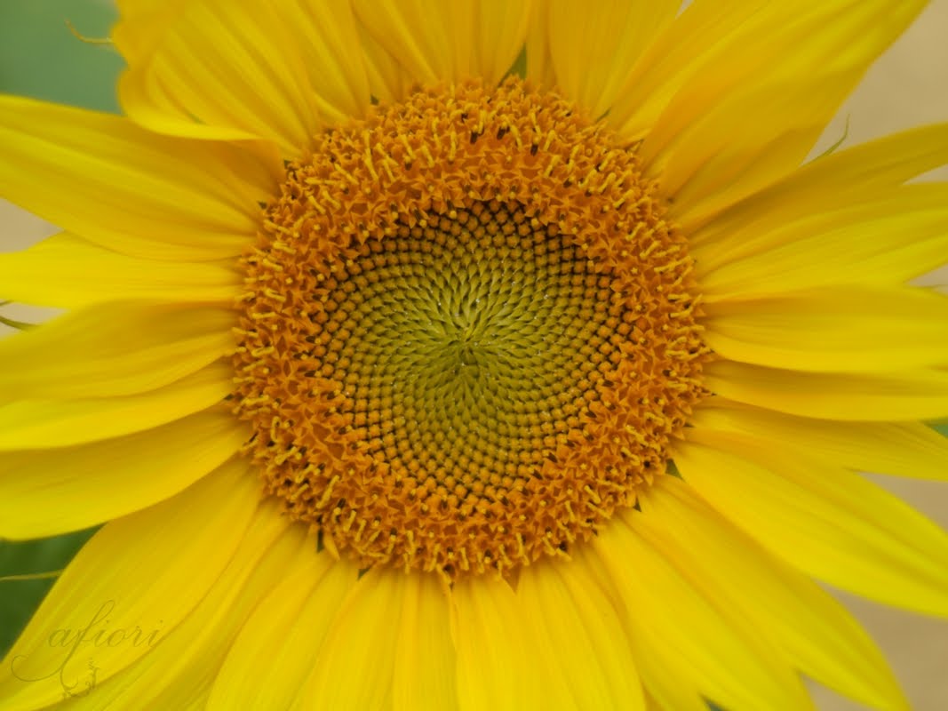 Sunflower math / Solrosmatematik | afiori