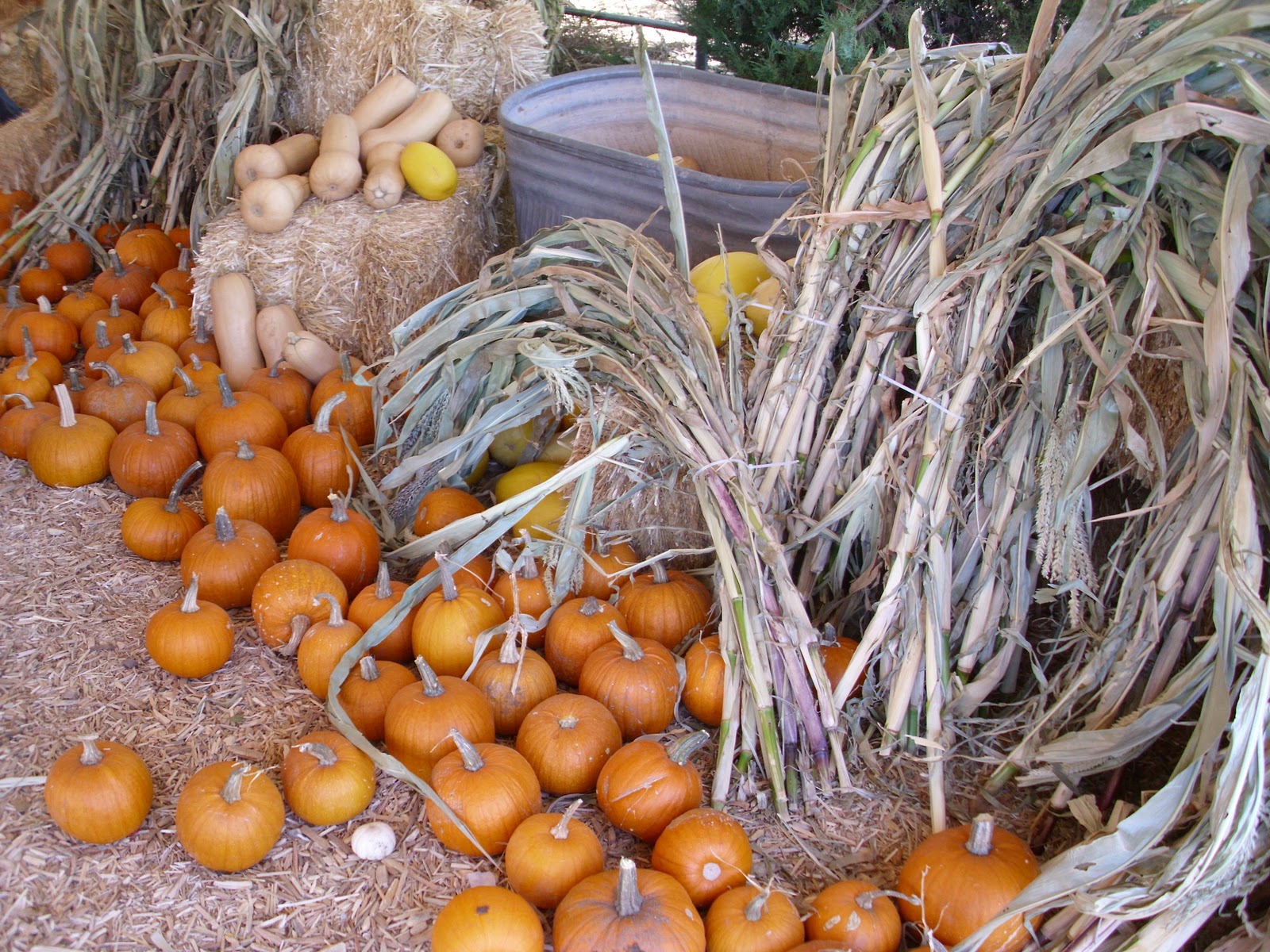 Preskittgurl: Scenes of Fall - In & Around Prescott, Az.