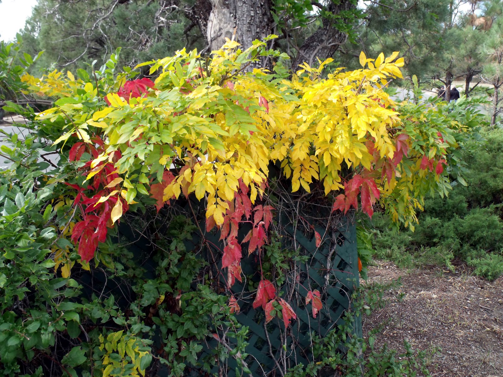 Preskittgurl: Scenes of Fall - In & Around Prescott, Az.