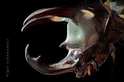 LA CIENCIA DE LA VIDA: 08/2008