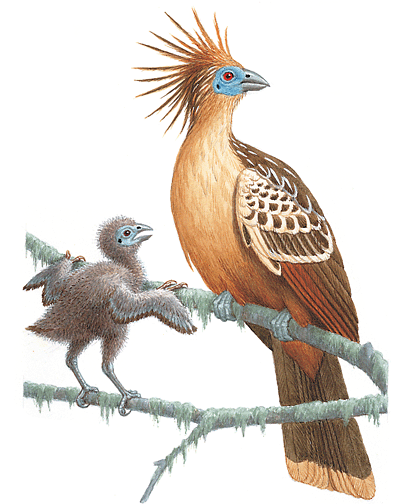 LA CIENCIA DE LA VIDA: ARTE & ZOOLOGÍA (IX). HOATZIN.