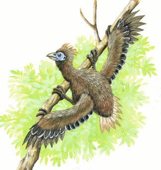 LA CIENCIA DE LA VIDA: ARTE & ZOOLOGÍA (IX). HOATZIN.