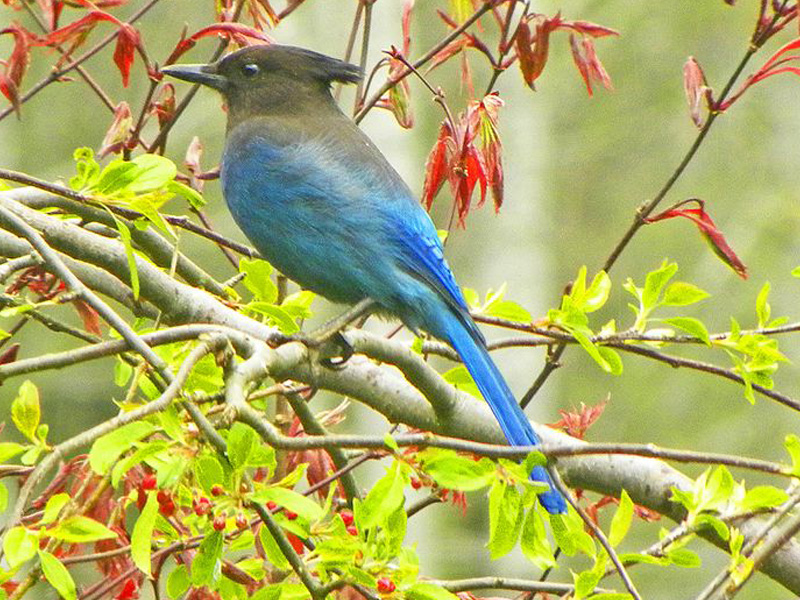 The Life of Sweet Birds: STELLER'S JAY BIRDS