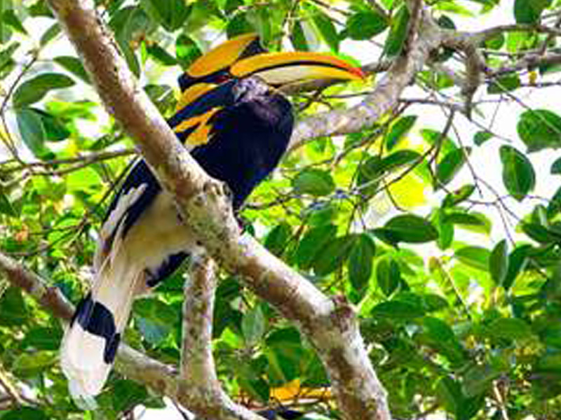 The Life of Sweet Birds: THE GREAT HORNBILL