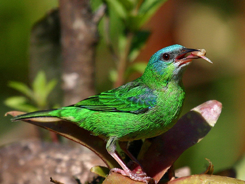 The Life of Sweet Birds: GREAT BIRD PHOTOS