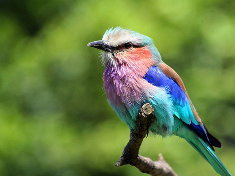 The Life of Sweet Birds: GREAT BIRD PHOTOS