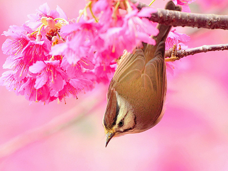 The Life of Sweet Birds: GREAT BIRD PHOTOS