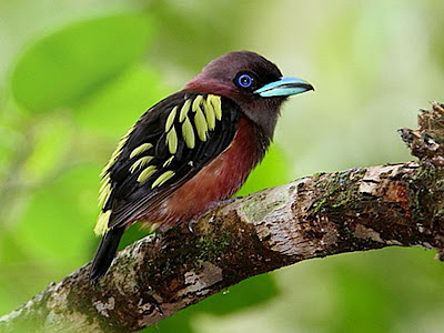 The Life of Sweet Birds: BANDED BROADBILL