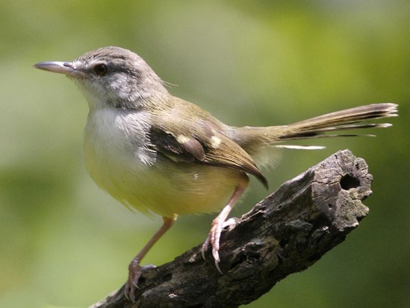 The Life of Sweet Birds: PRINIA LITTLE BIRDS