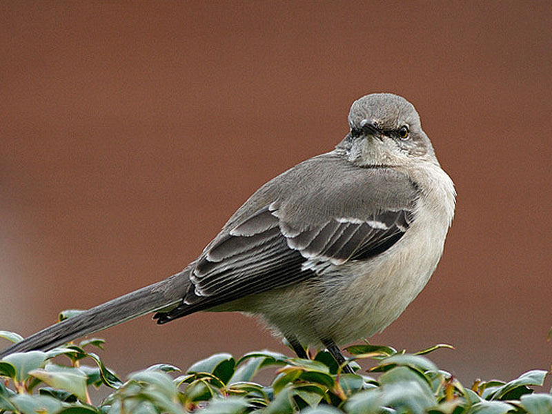 The Life of Sweet Birds: MOCKING BIRD