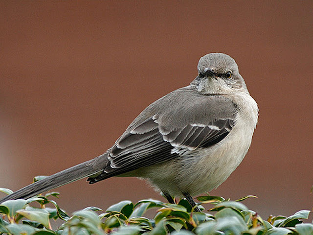 The Life of Sweet Birds: MOCKING BIRD