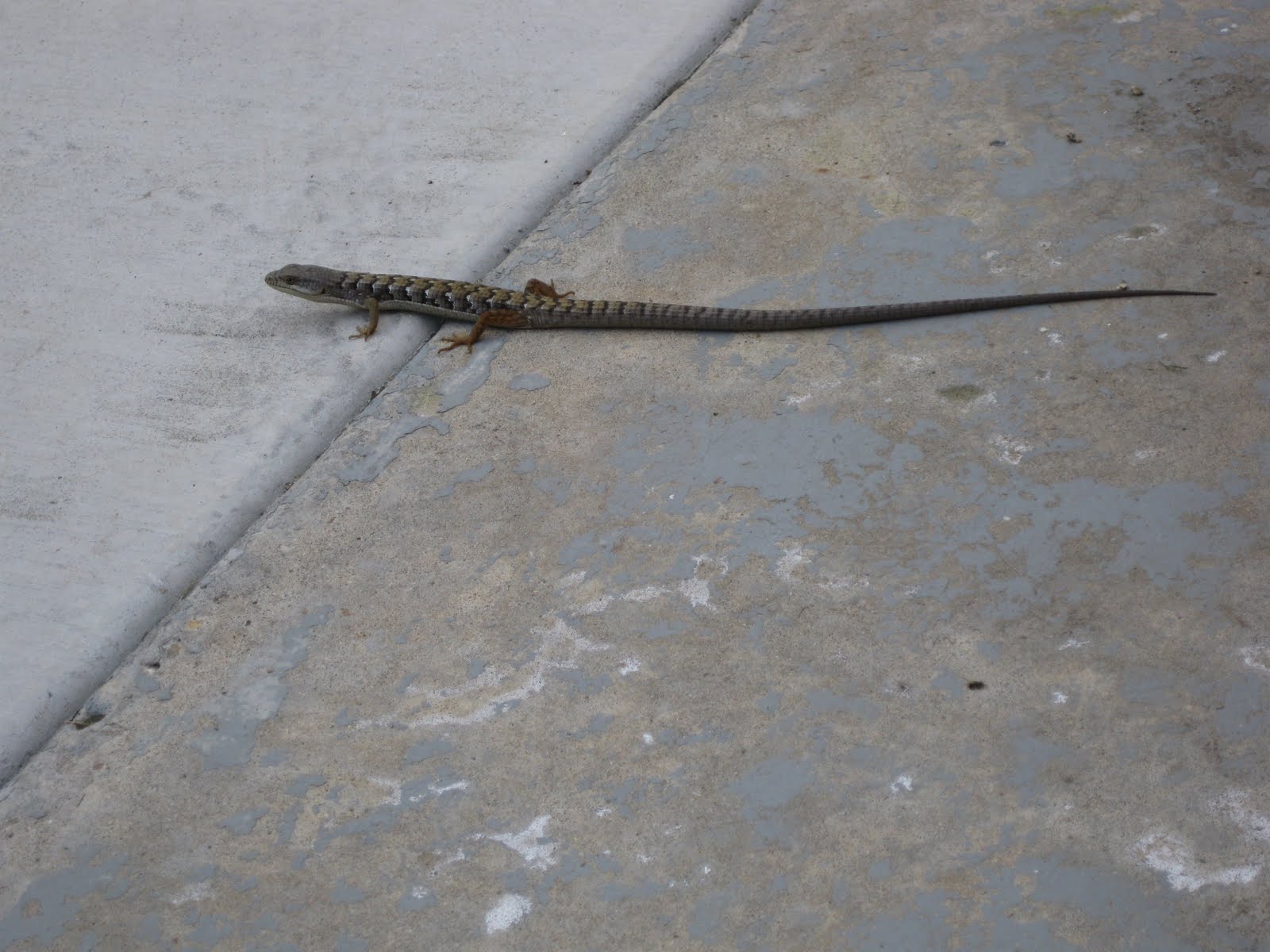 SuperGreatAnn: Alligator Lizards in the Air, In the AIR......