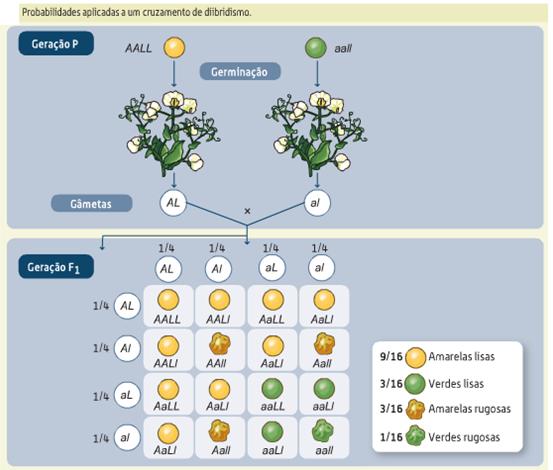Um pouco de Biologia...: Mendel - "o pai da genética"