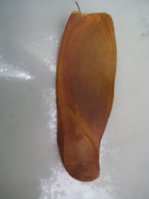 Sky Fruit Swietenia Macrophylla