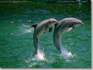 yesliz delfines: evolucion de los delfines
