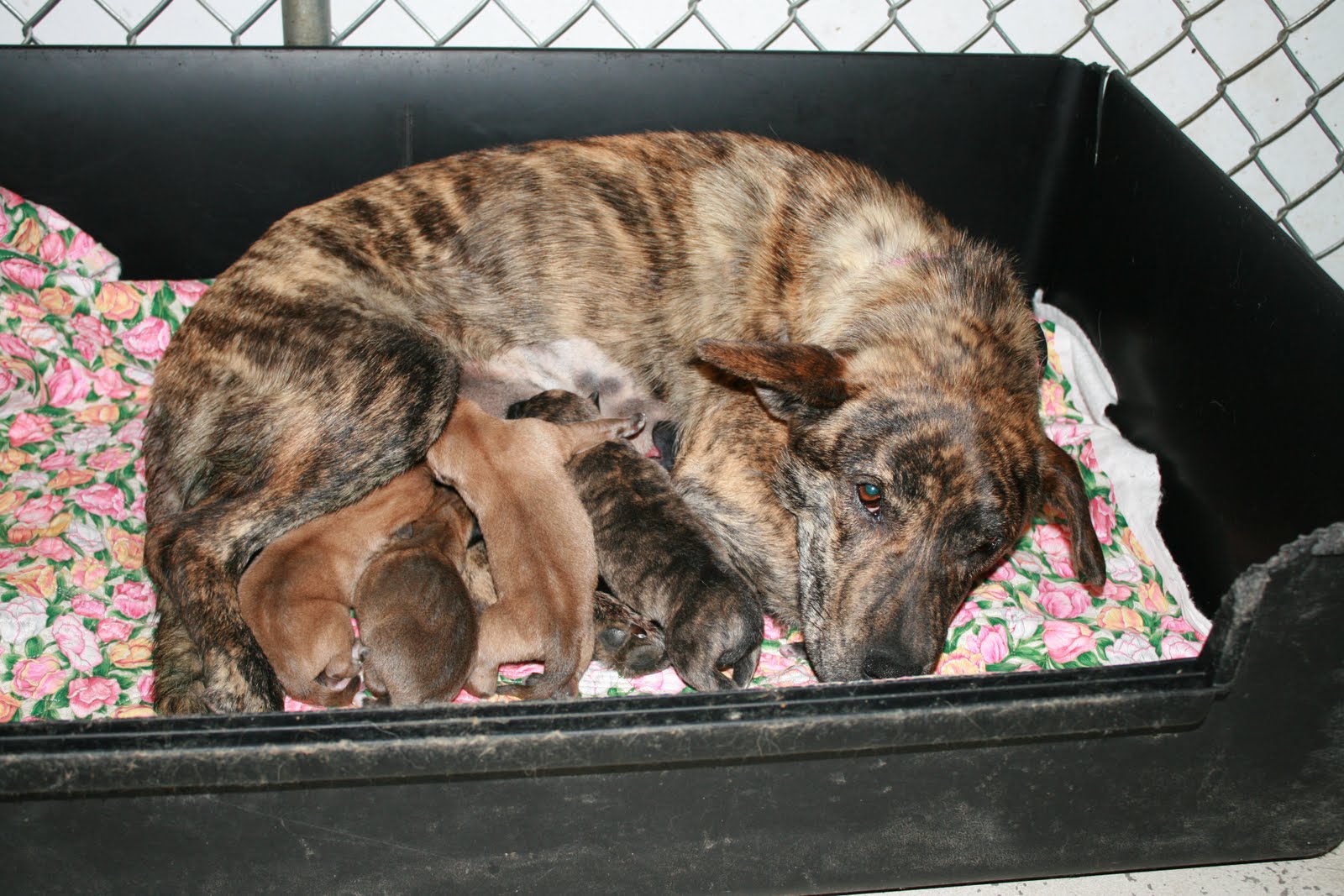 love to create: AARCS Update - Tiger's puppies are here!