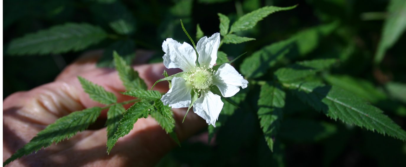Toowoomba Plants: Rose-leafed Raspberry at Goomburra