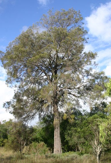 Casuarina cristata - Alchetron, The Free Social Encyclopedia