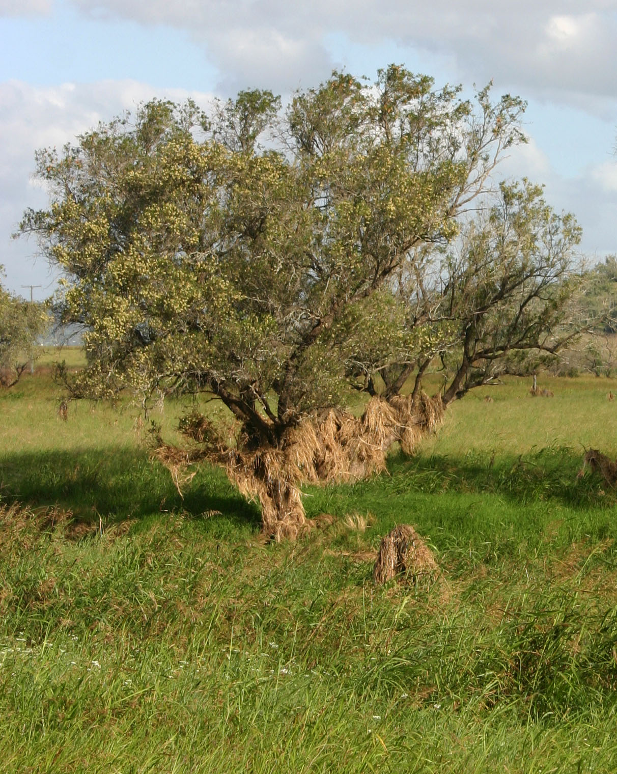 Toowoomba Plants: The Oakey Bottlebrush