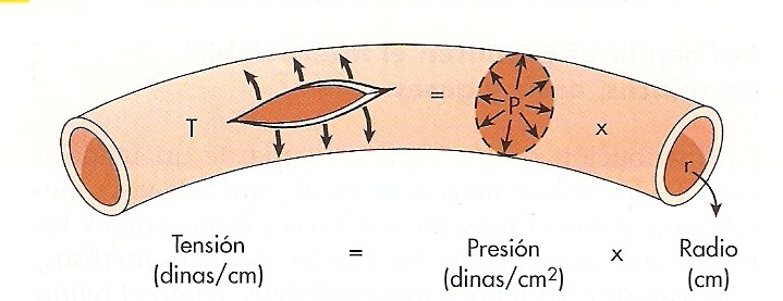 FISIOLOGÍA: Ley de Laplace