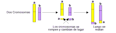 Blog Biología: Translocación