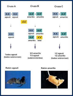 Blog Biología: Genes Letales