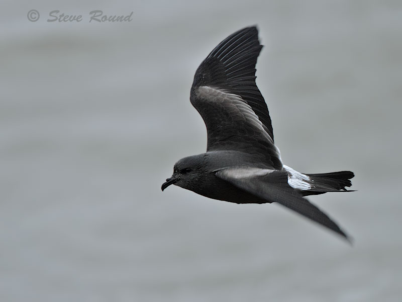 Steve Round Wildlife Photography: Leach's Storm Petrels