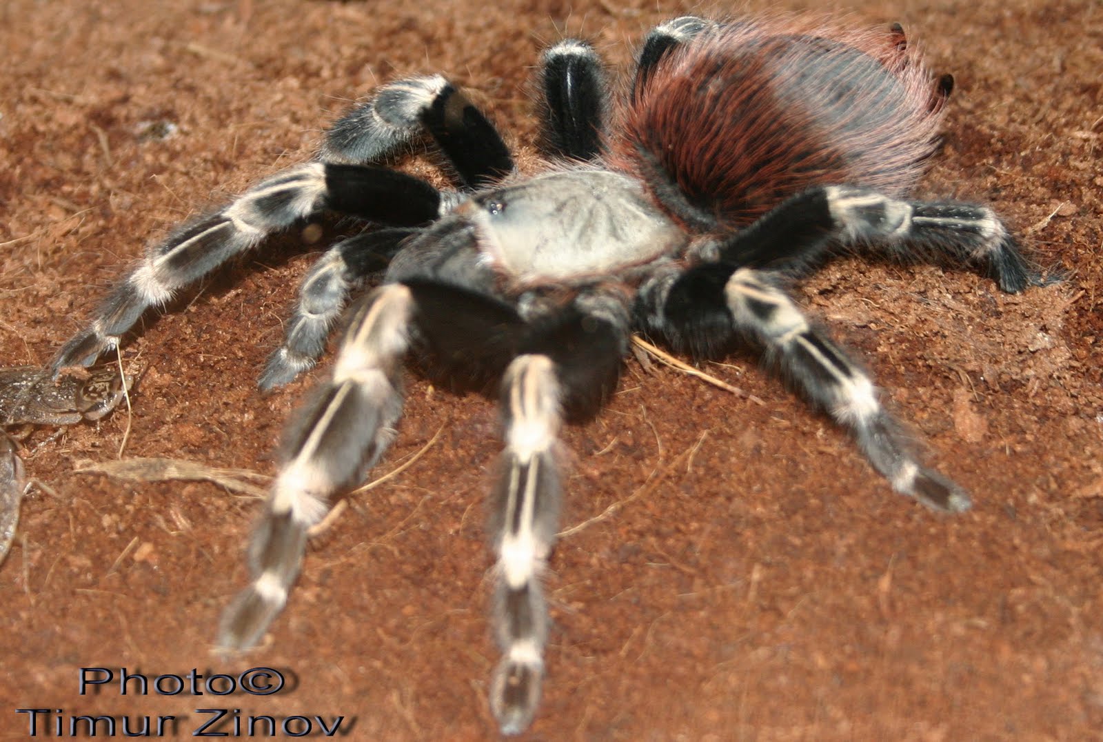 МИР ПАУКОВ: Nhandu chromatus (Ex.Lasiodora cristata/Vitalius cristatus )