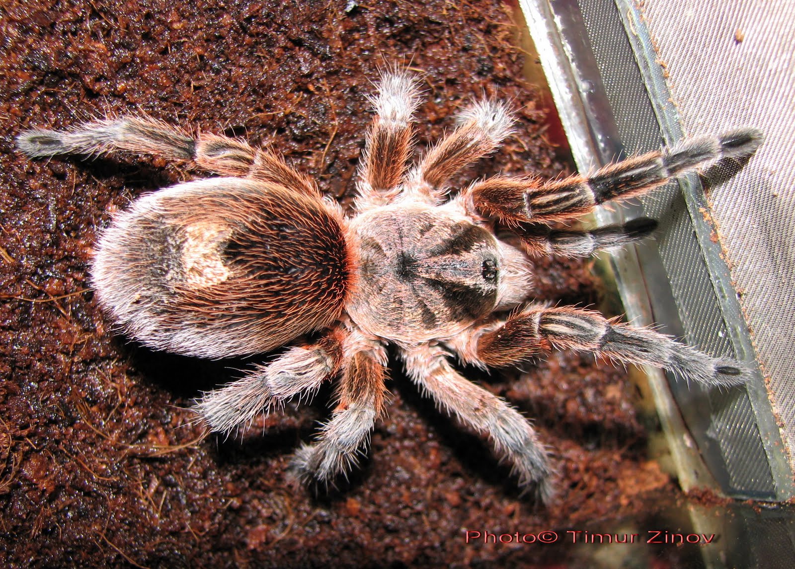 МИР ПАУКОВ: Euathlus parvulus