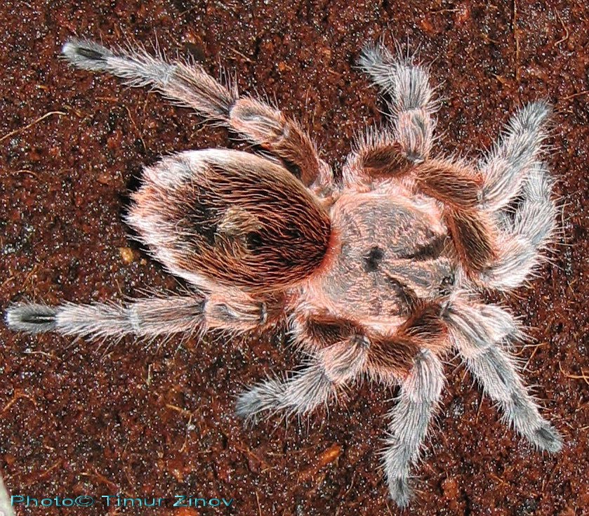 МИР ПАУКОВ: Euathlus parvulus