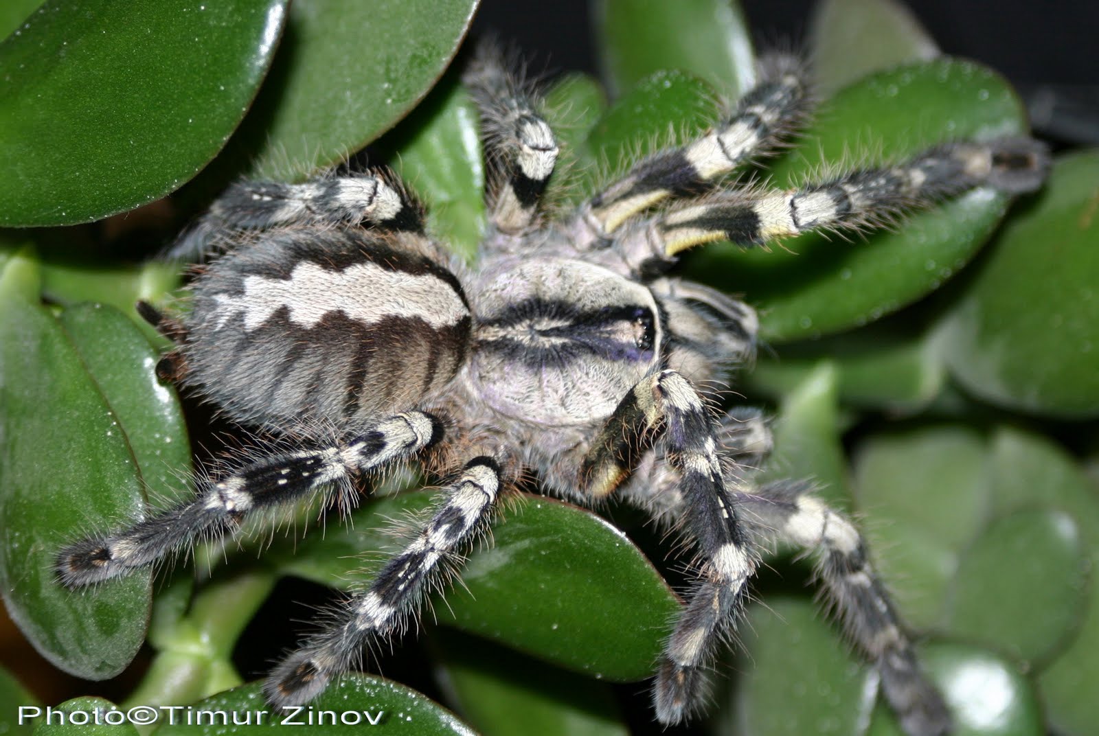 МИР ПАУКОВ: Poecilotheria regalis