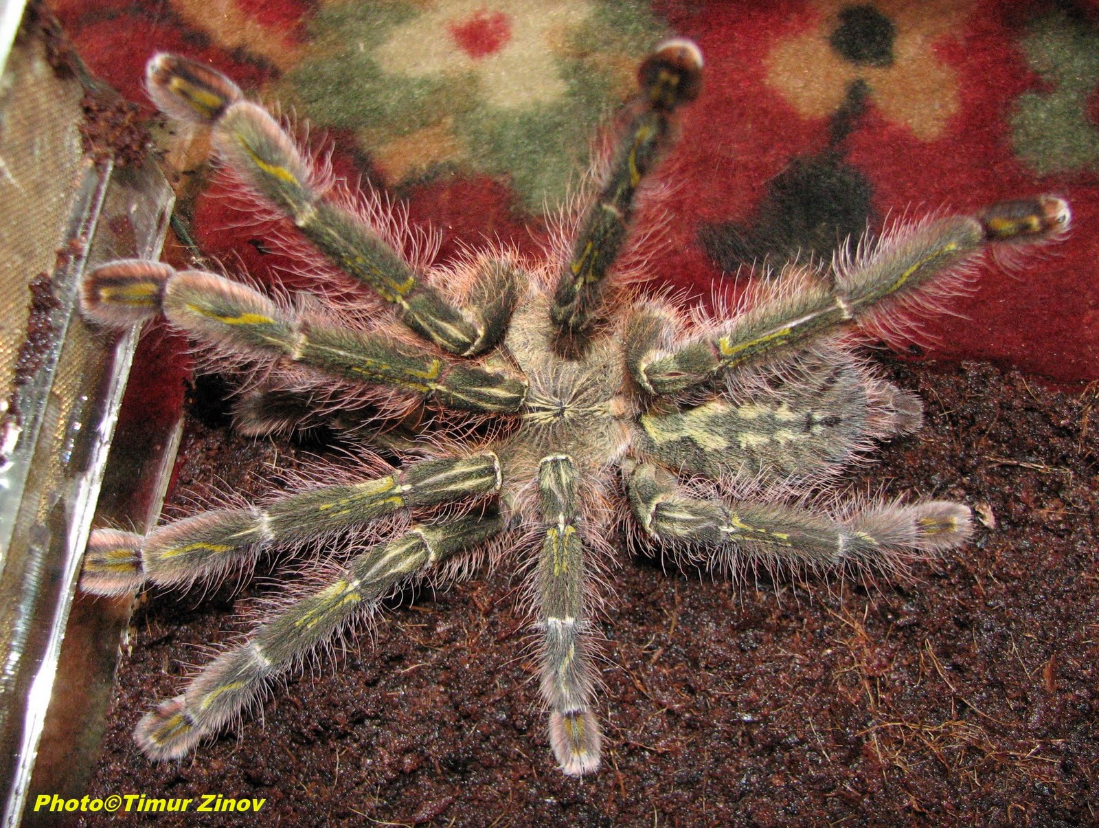 МИР ПАУКОВ: Poecilotheria spp.
