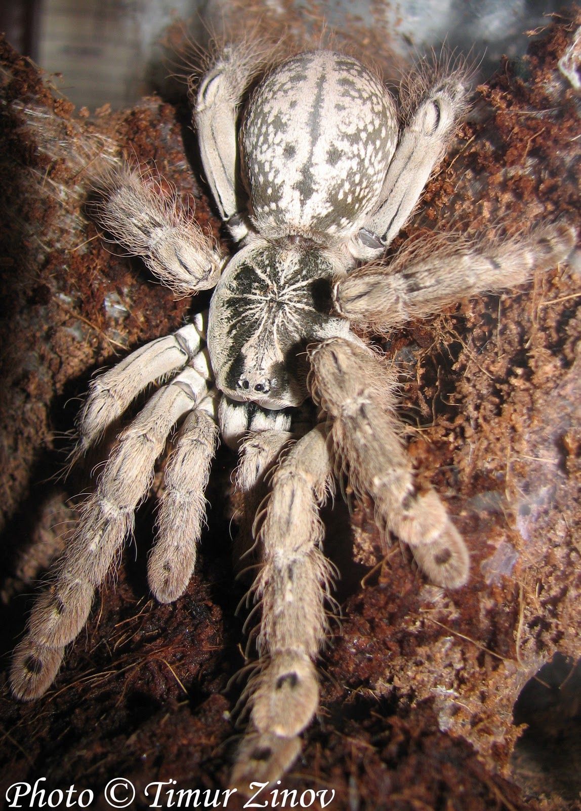 МИР ПАУКОВ: Heteroscodra maculata