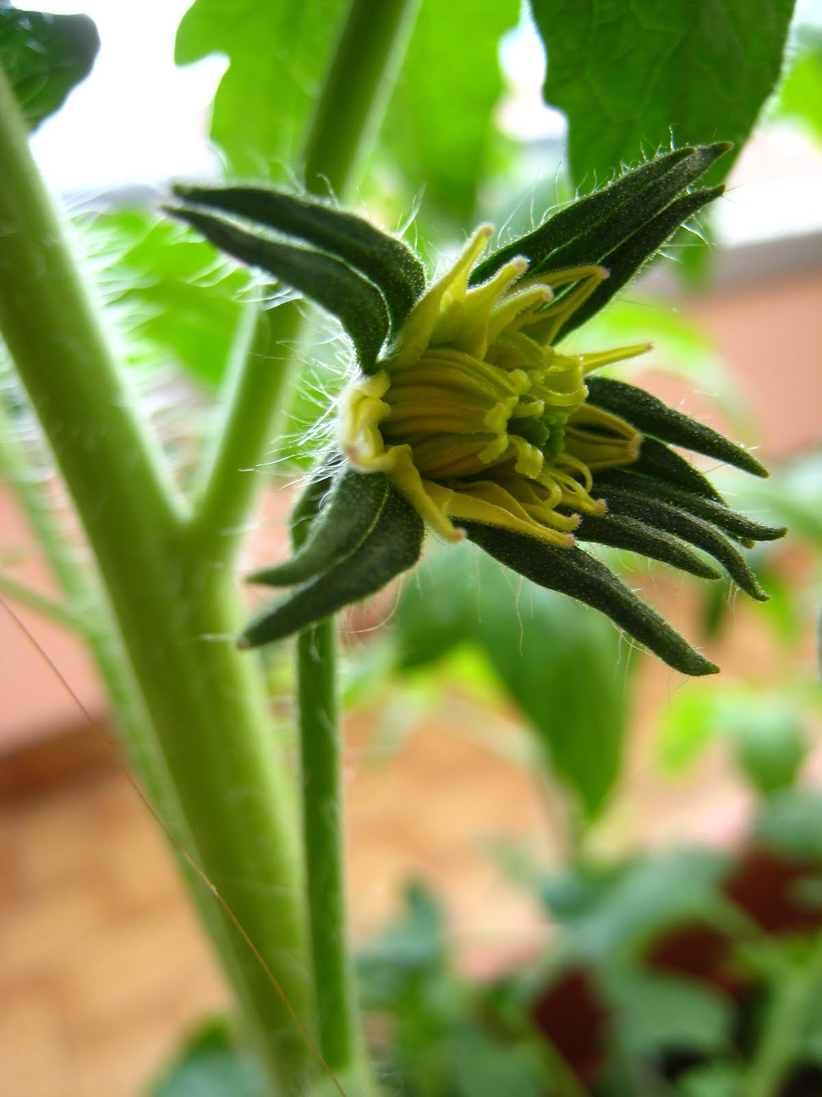 Cécile fait un potager sur son balcon: Première fleur de tomate