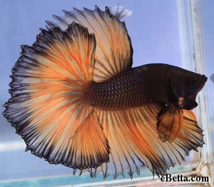 Jagat Raya: Taking Care Of Betta Fish