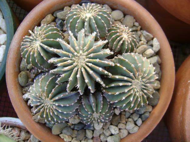 Los cactus del abuelo