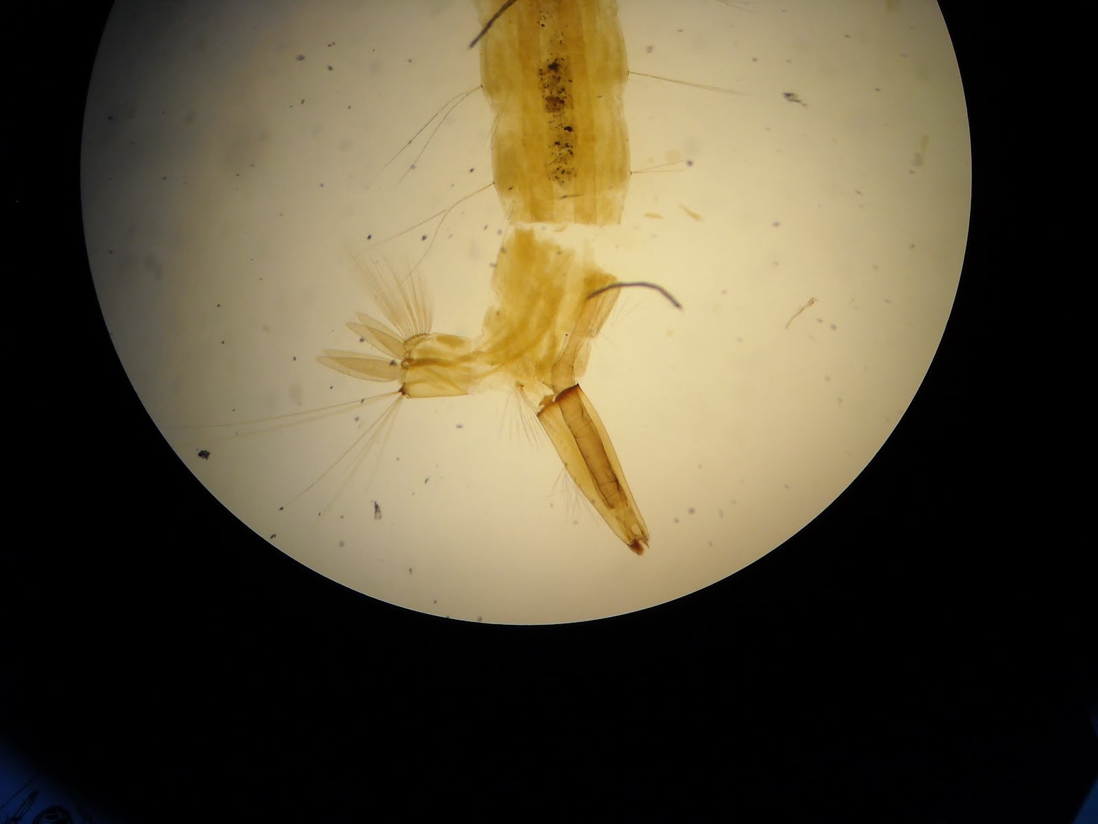 this is: ANOPHELINAE & CULICINAE : LARVAE