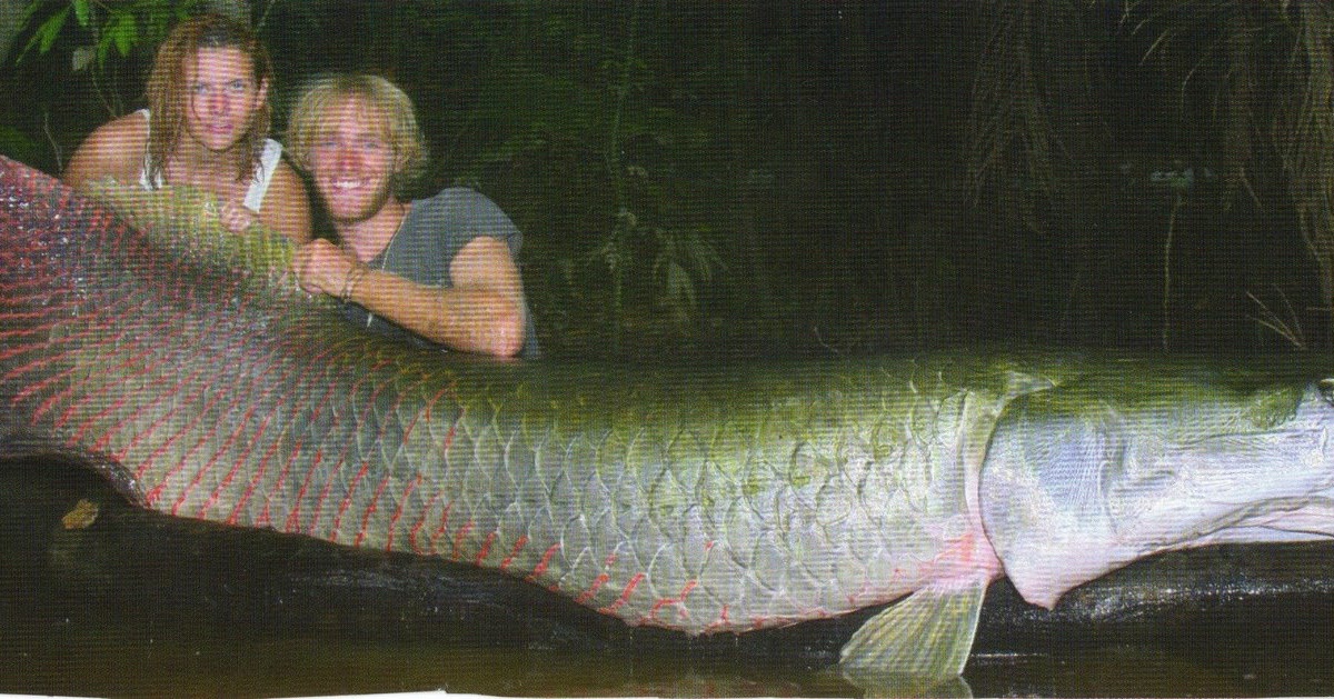 THE FISHING NEWS: World Record Pirarucu