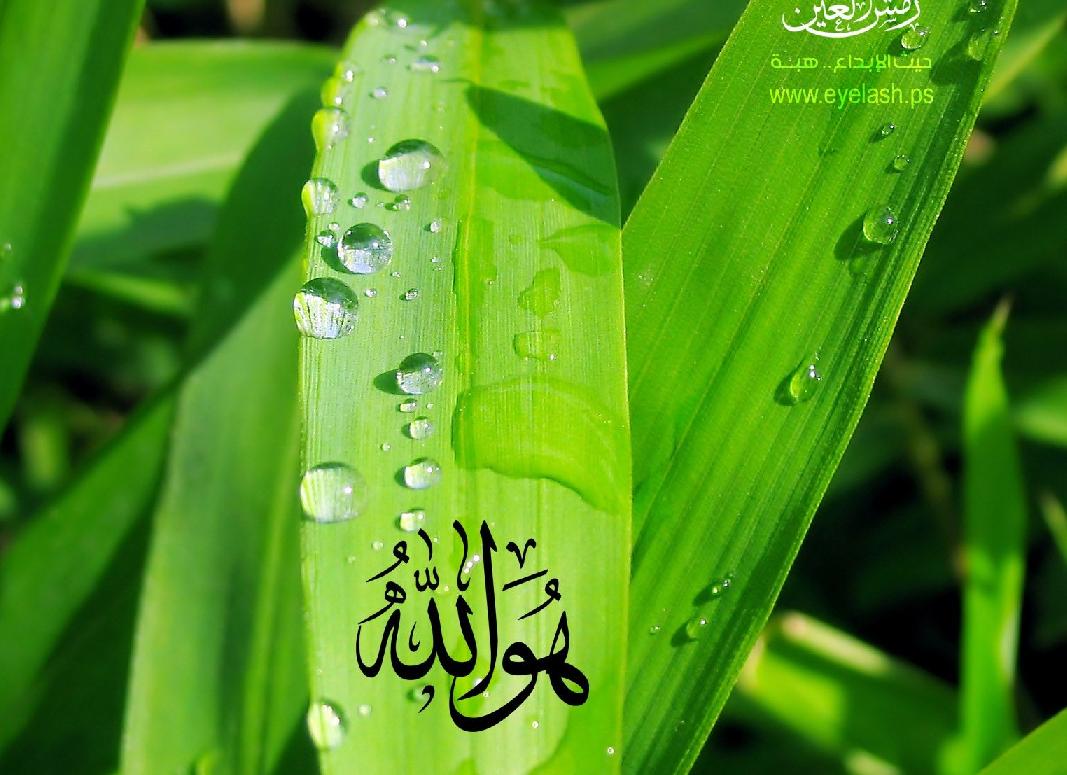 Allah Ho Written With Green Plants - Islamic Wallpapers, Kaaba, Madina ...