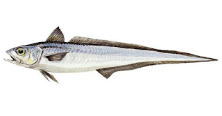 Kosher living and diet For Messianic Believers: Unkosher fish Hoki ...