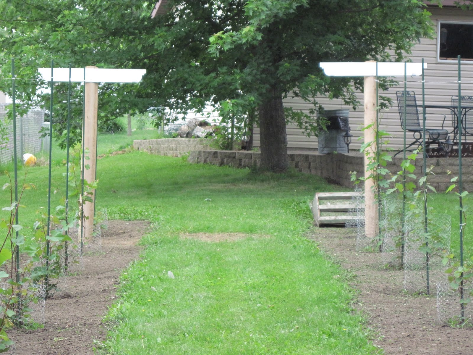 20 Inspirational Concord Grape Trellis - joey-joeysocial