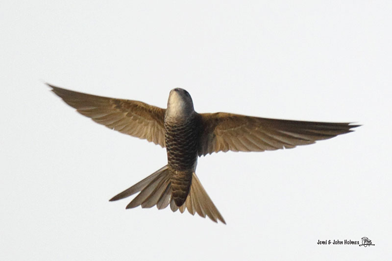 John's Hong Kong Birding: Pacific Swift