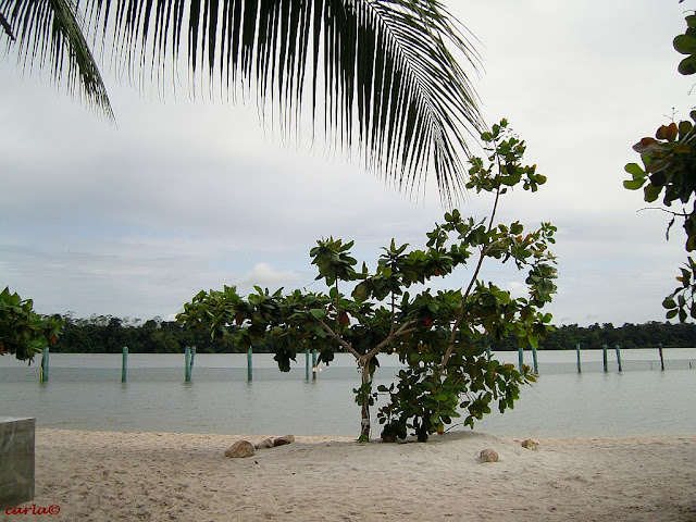 SURINAME: WHITE BEACH