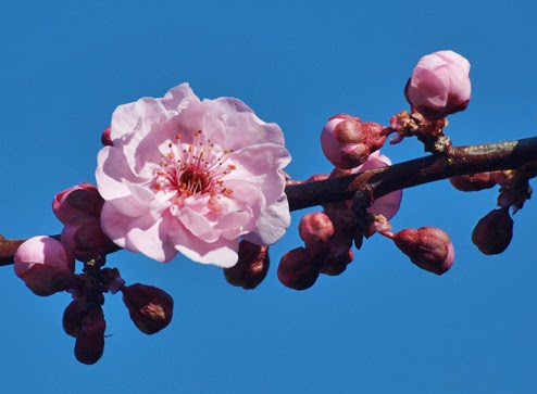 Colin Blogs: Plants I'm Growing--First Blooms: Prunus Blireiana, Pluot ...