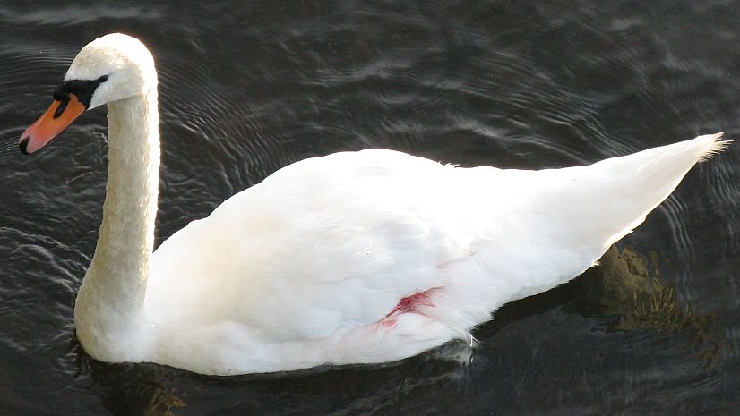 Simply Superb Swans: Dog Attacks Swans