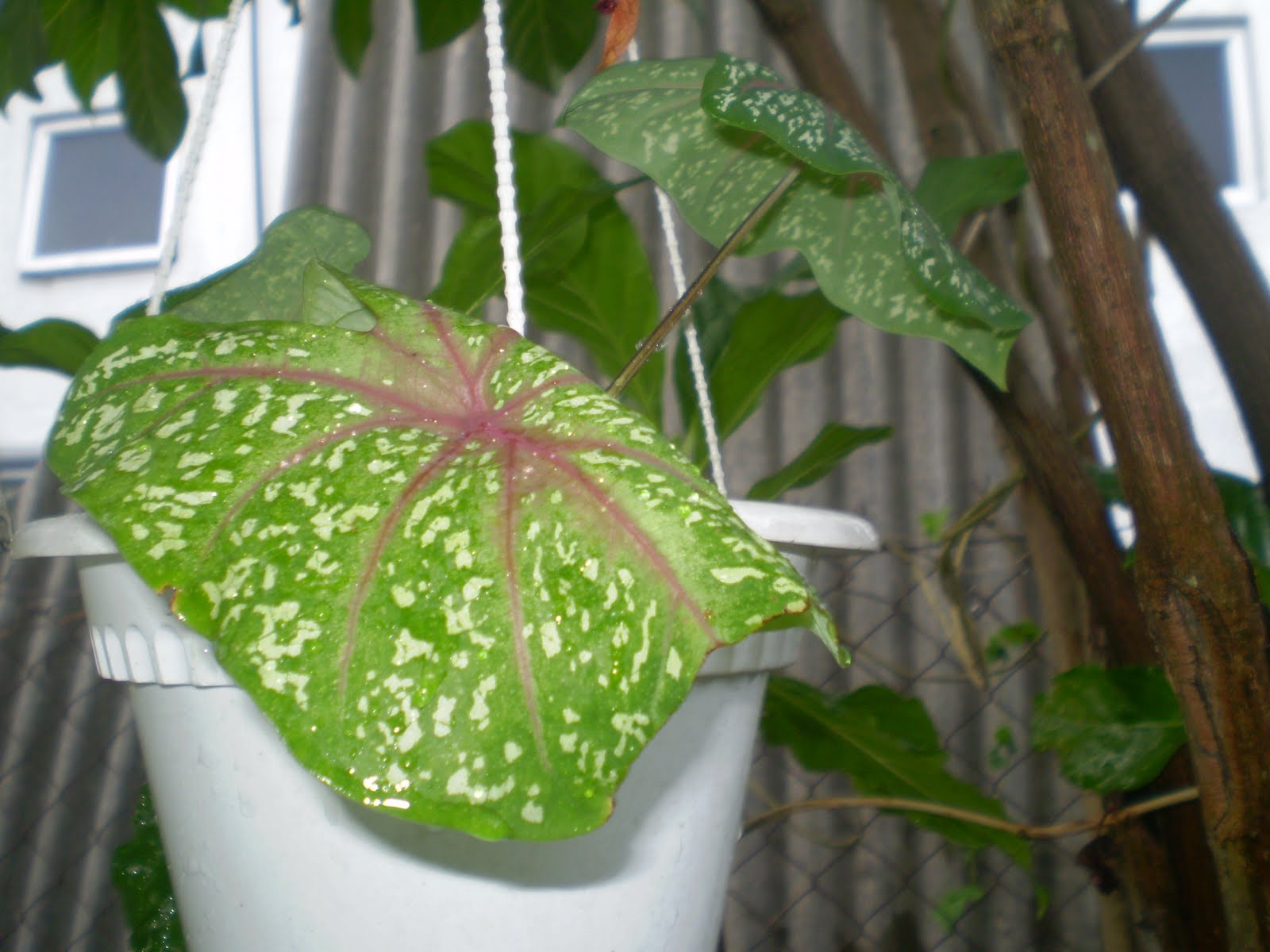 GO RIGHT IN....MY GARDEN: Caladiums (Keladi)